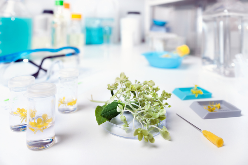 Examples Of Genetic Engineering Examples Of Genetic Engineering